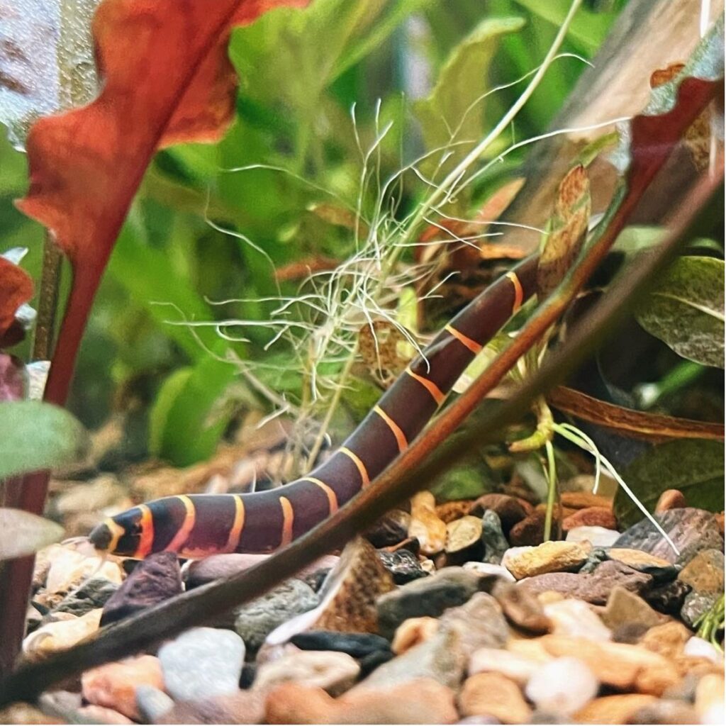 Kuhli loach L - Best Aquatic product Seller